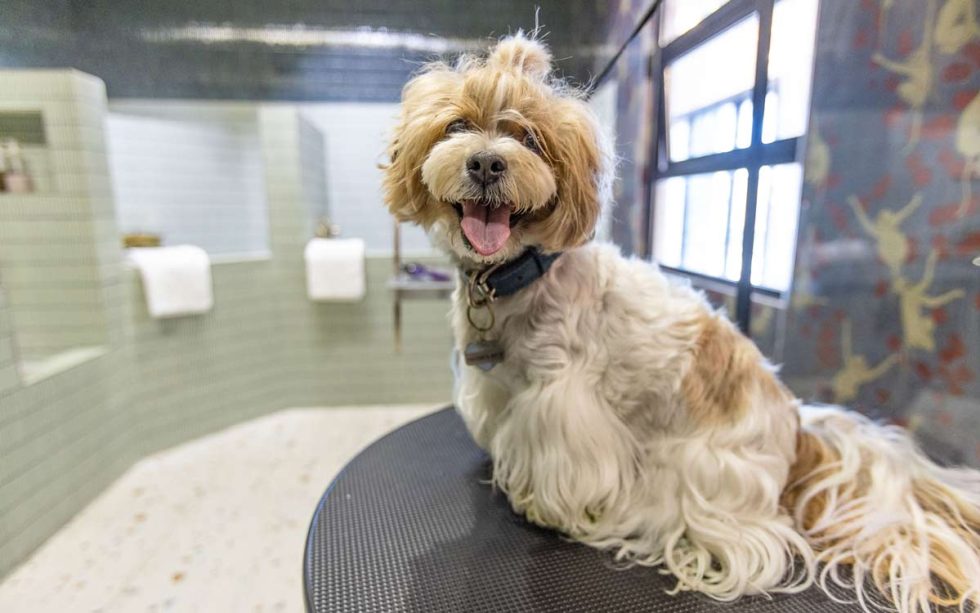 A Well-Groomed Dog is a Happy Dog: Tips for At-Home Brushing and ...